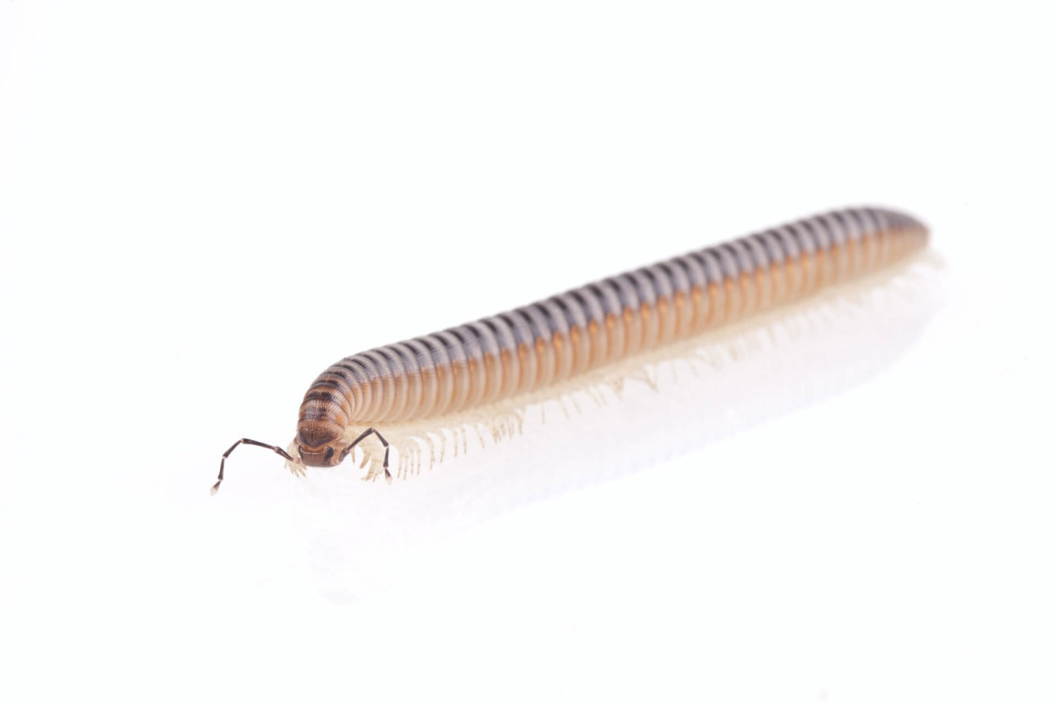 ᐅ Gnitzen bekämpfen: Effektive Mittel gegen die Insekten [2023]