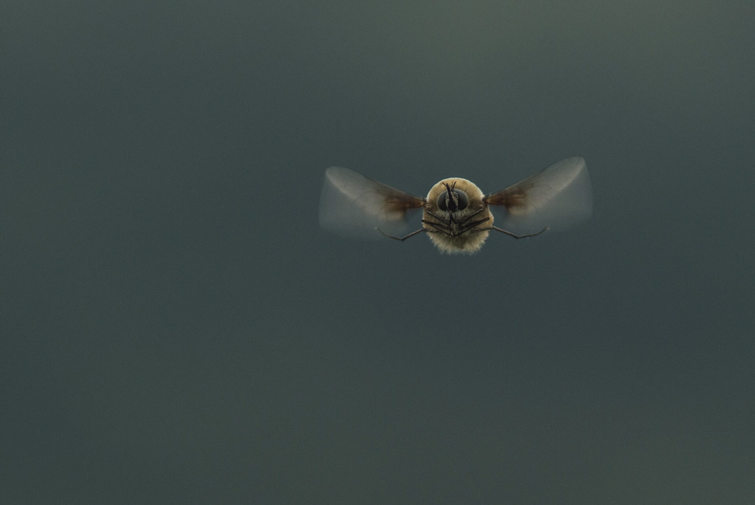 ᐅ Gnitzen bekämpfen: Effektive Mittel gegen die Insekten [2023]