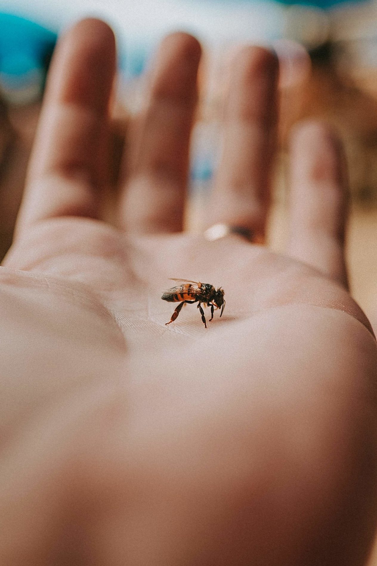 ᐅ Verschiedene Insektenstiche und deren Behandlung [2022]