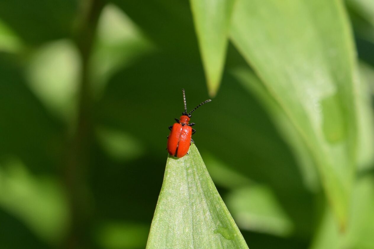ᐅ Gnitzen bekämpfen: Effektive Mittel gegen die Insekten [2023]