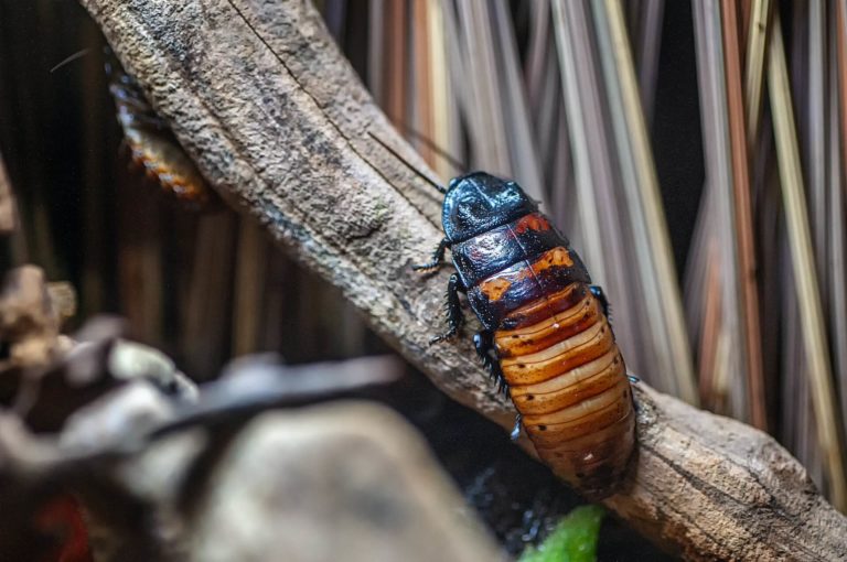 ᐅ Waldschaben bekämpfen: Einfach mit biologischen Mitteln [2023]